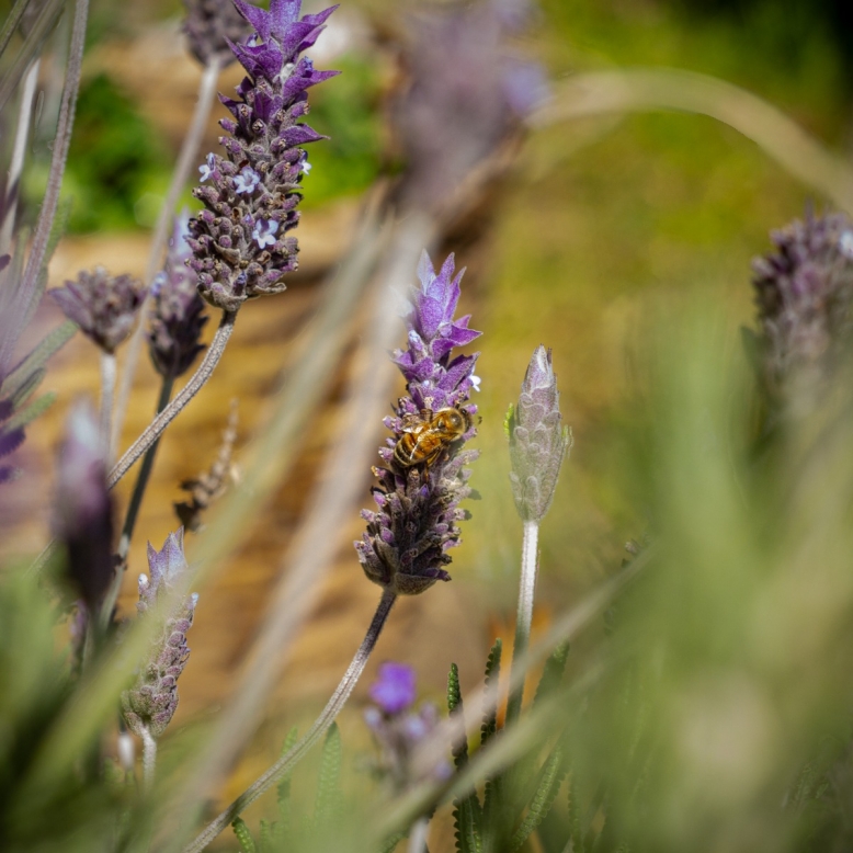 EL FOTÓGRAFO GESELINO TOMÁS ROJAS FUE RECONOCIDO POR EL EX MINISTERIO ...
